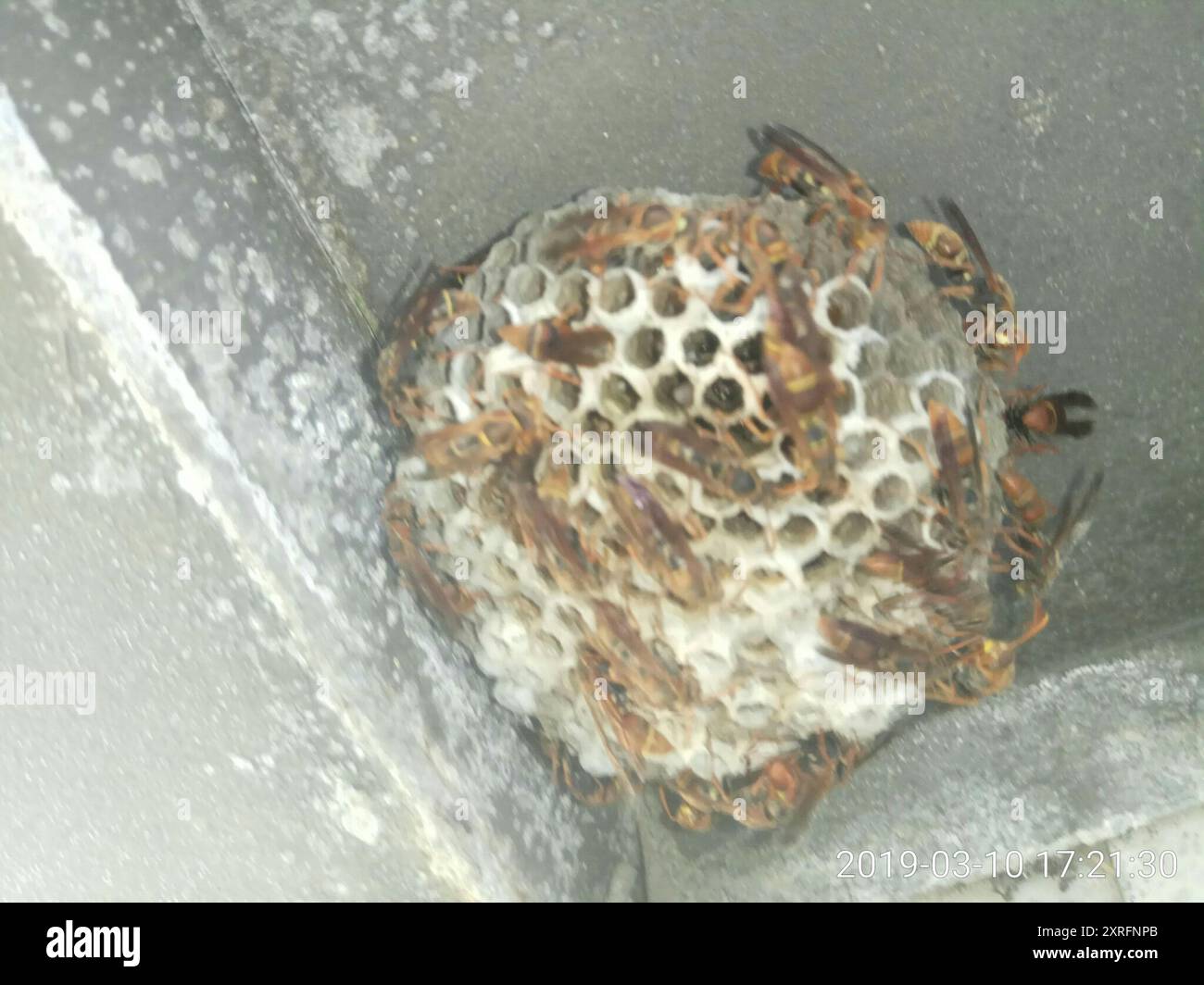 Southern Australian Paper Wasp (Polistes humilis humilis) Insecta Stock ...