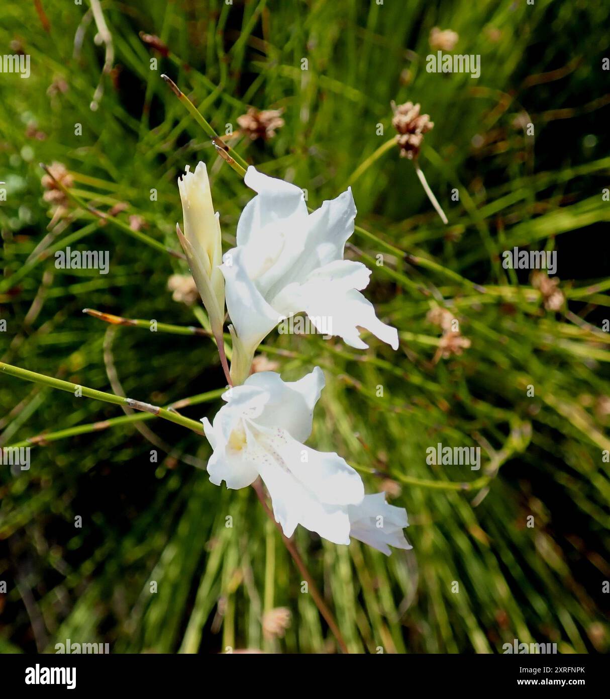 Vaginatus hi-res stock photography and images - Alamy