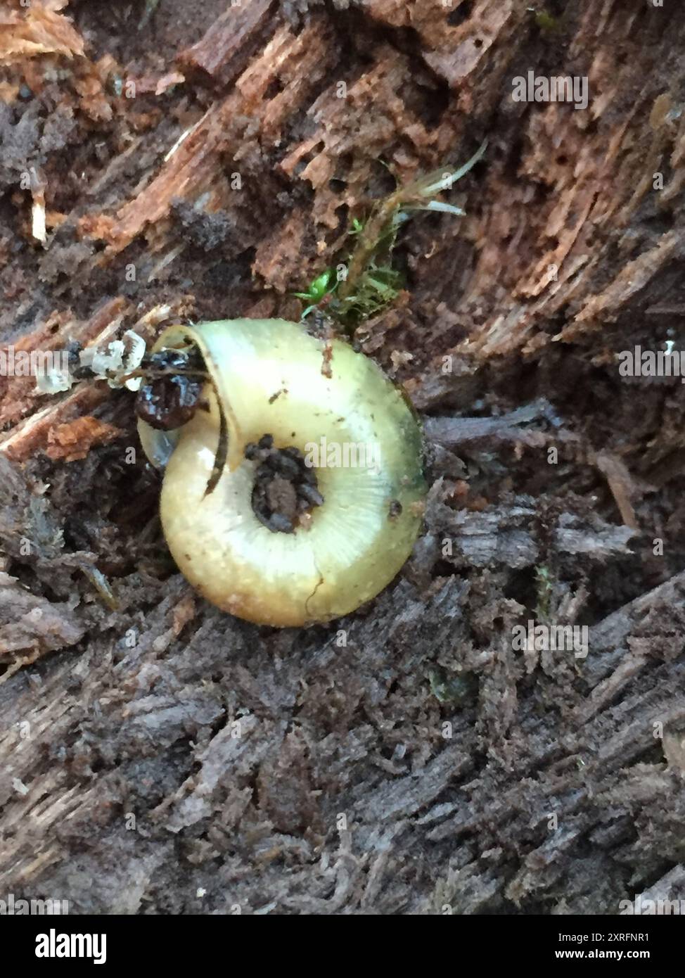 Lancetooth hi-res stock photography and images - Alamy