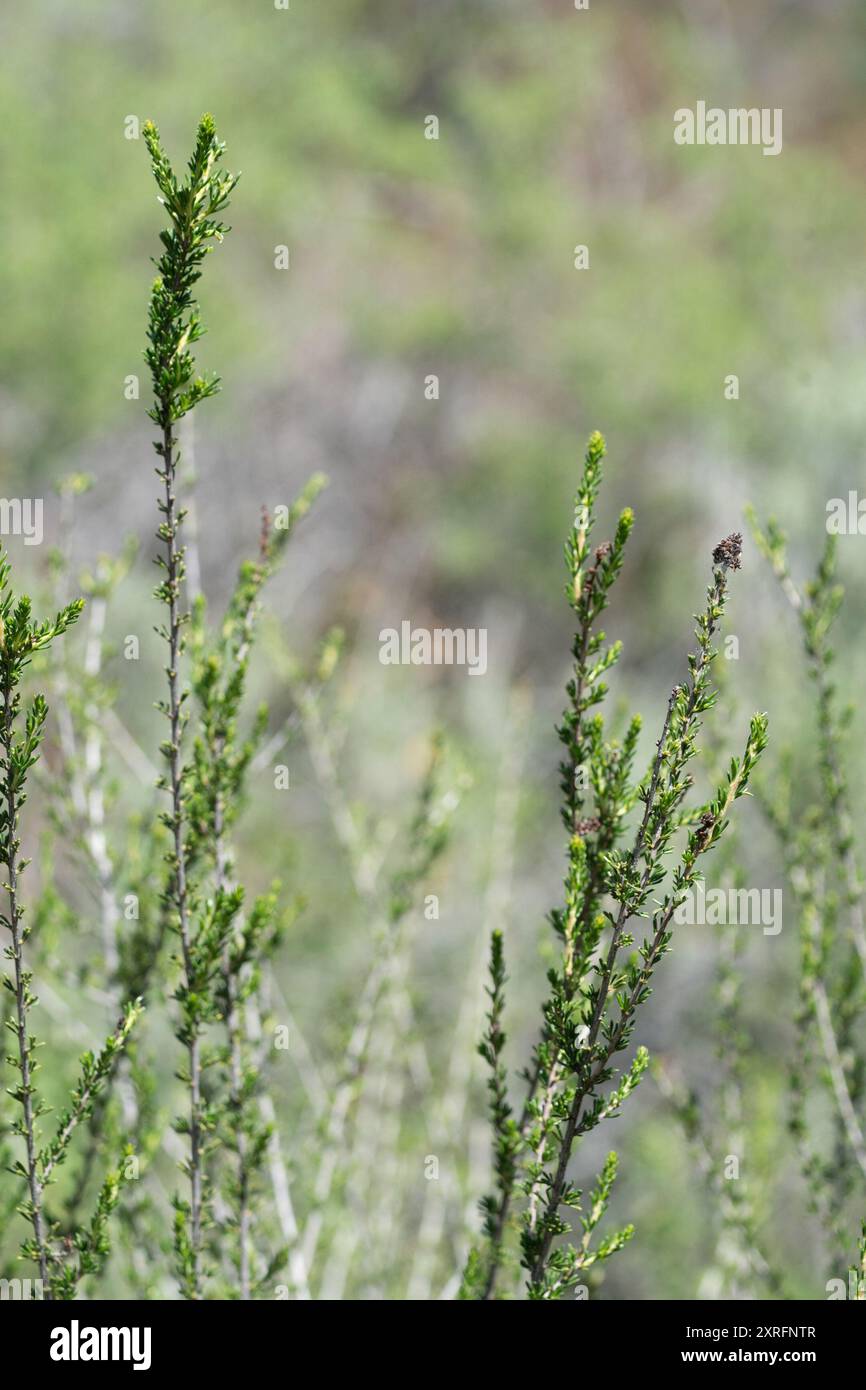 chamise (Adenostoma fasciculatum) Plantae Stock Photo - Alamy