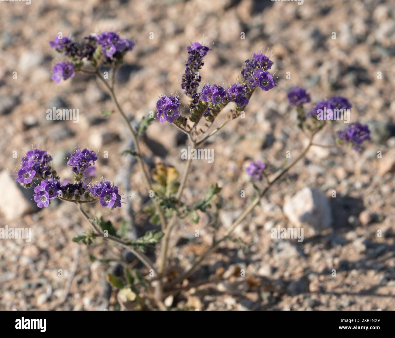 Notch leaf scorpionweed hi-res stock photography and images - Alamy