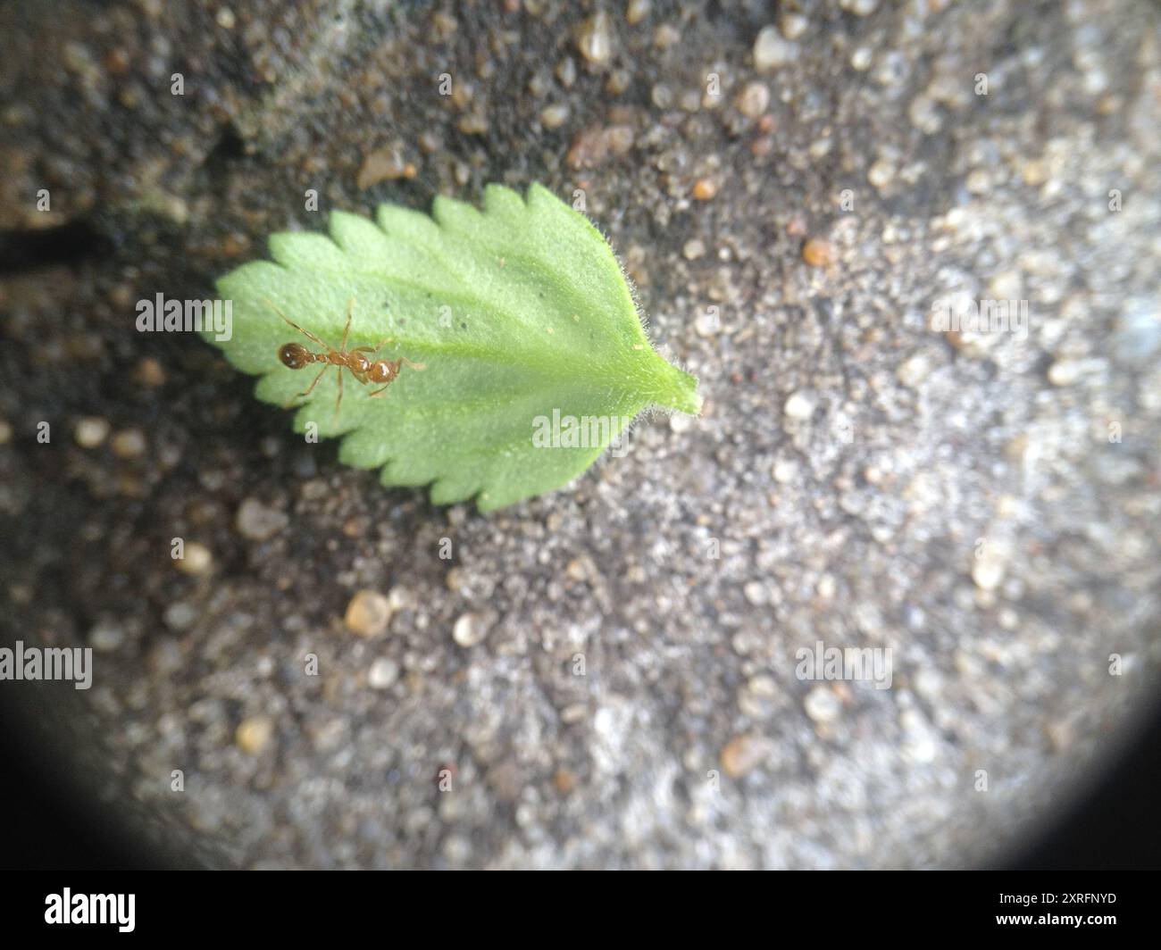 (Stemodia verticillata) Plantae Stock Photo - Alamy