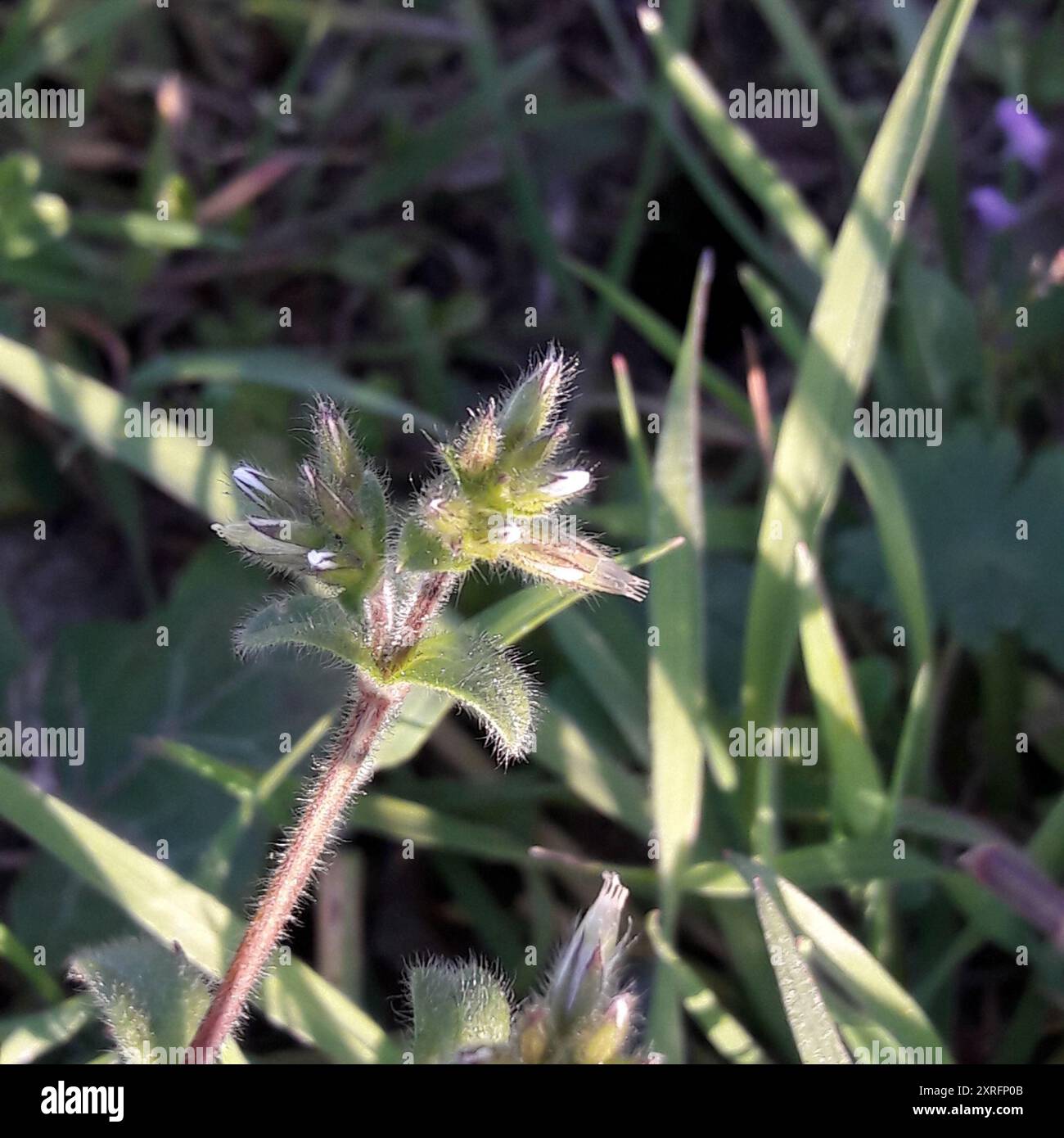Sticky mouse-ear chickweed (Cerastium glomeratum) Plantae Stock Photo ...