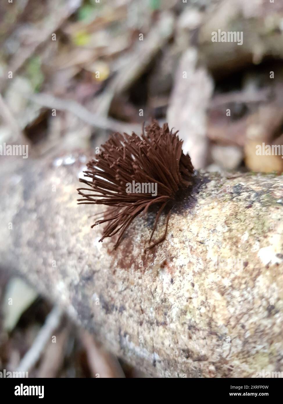 Chocolate Tube Slimes (Stemonitis) Protozoa Stock Photo - Alamy