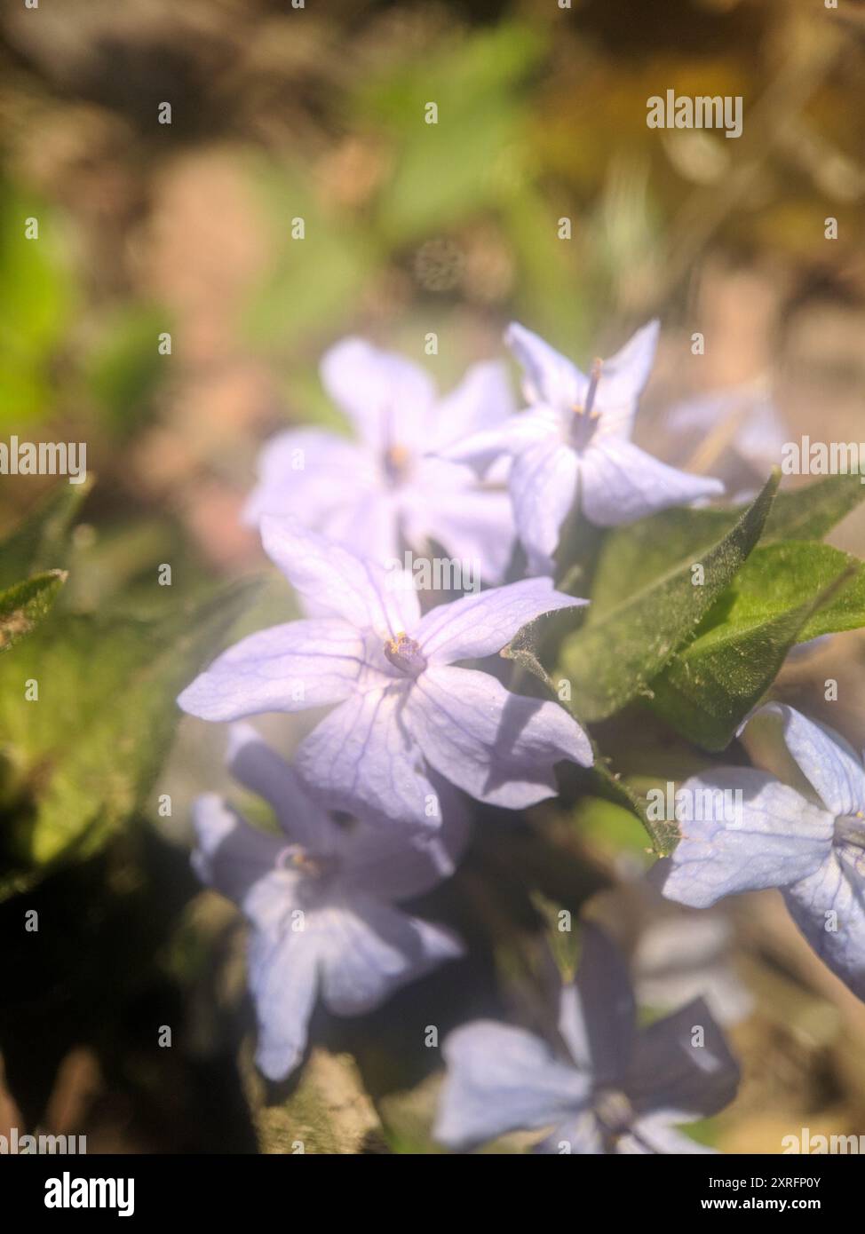 blue eranthemum (Eranthemum roseum) Plantae Stock Photo - Alamy