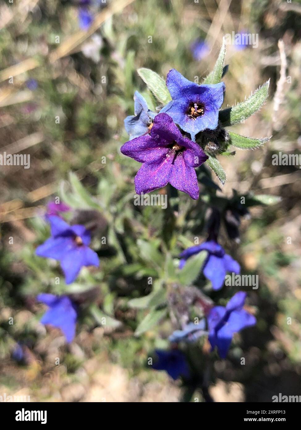 creeping gromwell (Glandora prostrata) Plantae Stock Photo - Alamy
