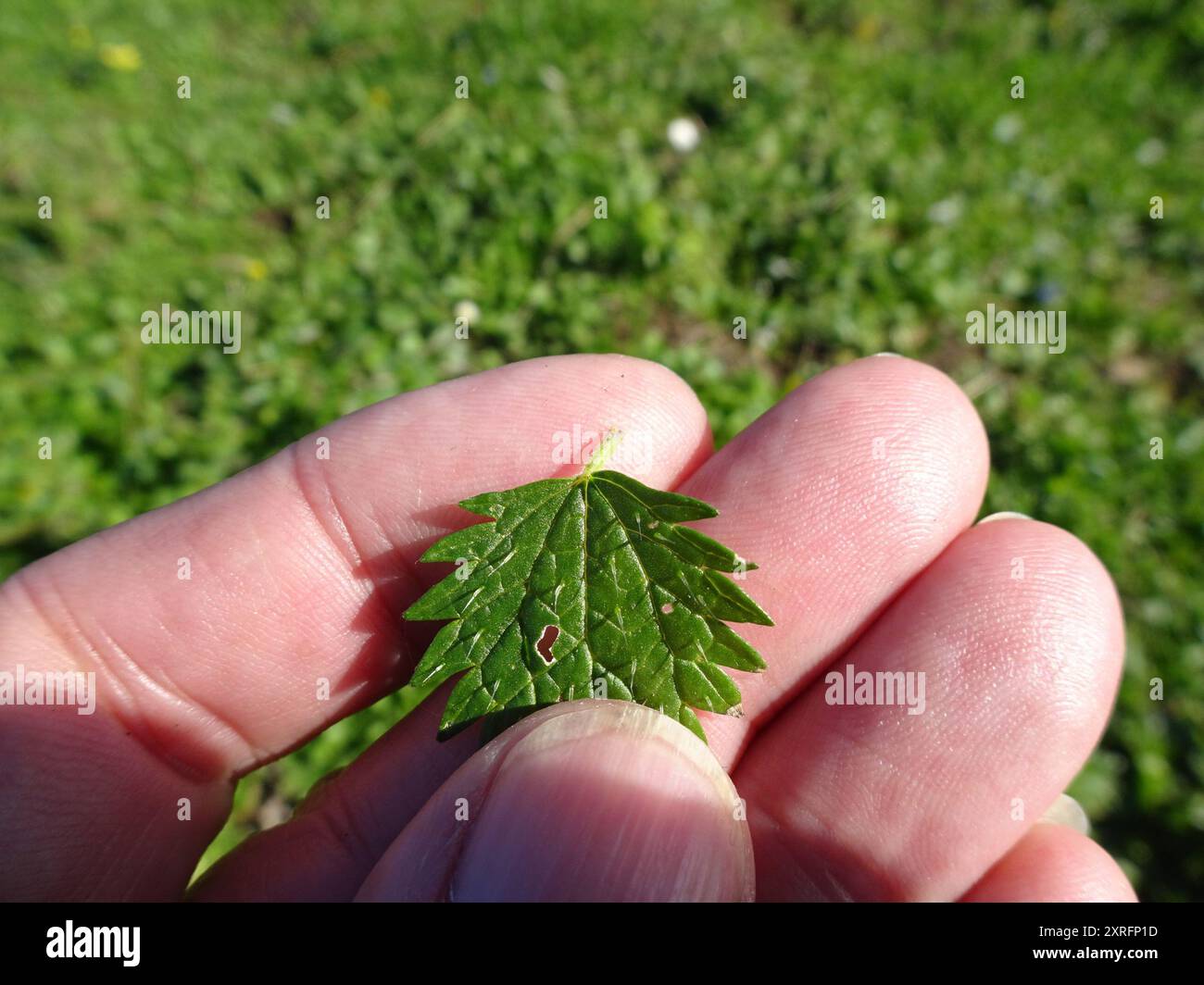 Dwarf Nettle (Urtica urens) Plantae Stock Photo - Alamy