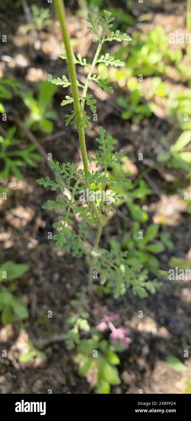 Western Tansymustard (Descurainia pinnata) Plantae Stock Photo - Alamy