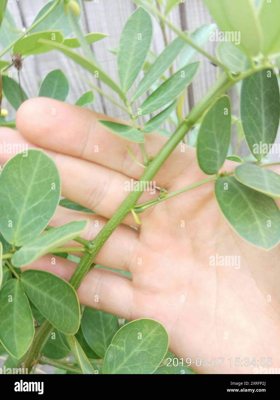 Easter Cassia (Senna pendula glabrata) Plantae Stock Photo - Alamy
