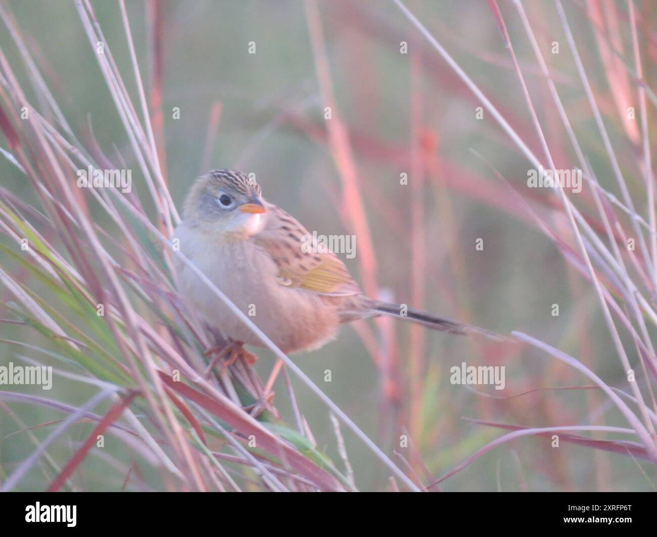 Lesser Grass-Finch (Emberizoides ypiranganus) Aves Stock Photo - Alamy