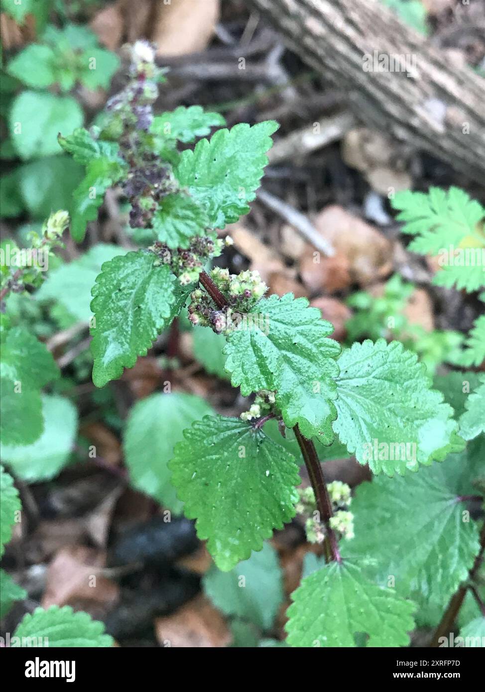 heartleaf nettle (Urtica chamaedryoides) Plantae Stock Photo - Alamy