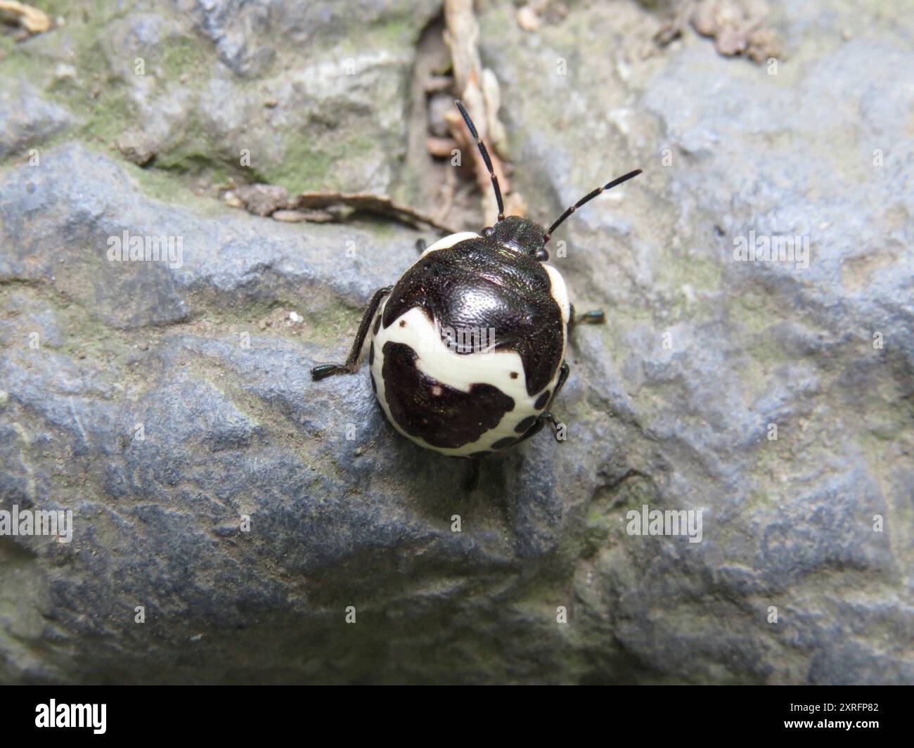 Clown Stink Bug (Poecilocoris lewisi) Insecta Stock Photo - Alamy