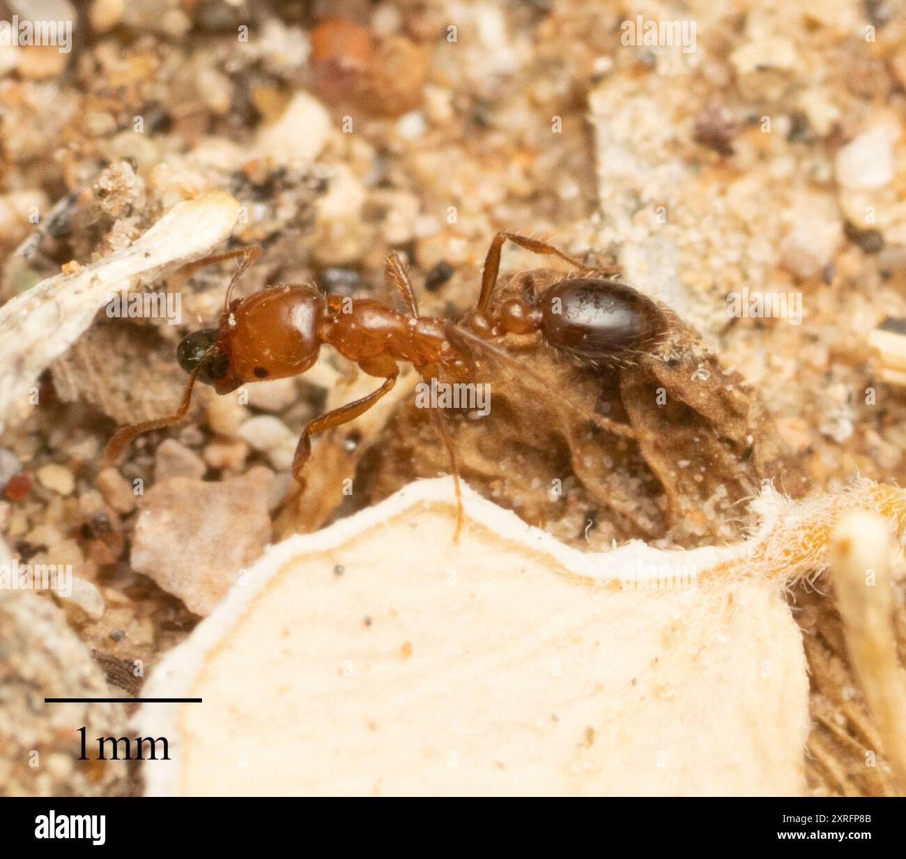 Southern Fire Ant (Solenopsis xyloni) Insecta Stock Photo - Alamy