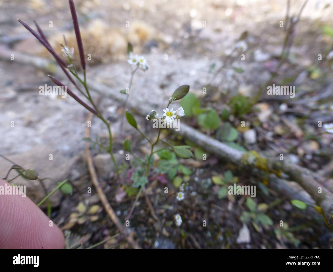 Common Whitlowgrass (Draba verna) Plantae Stock Photo - Alamy