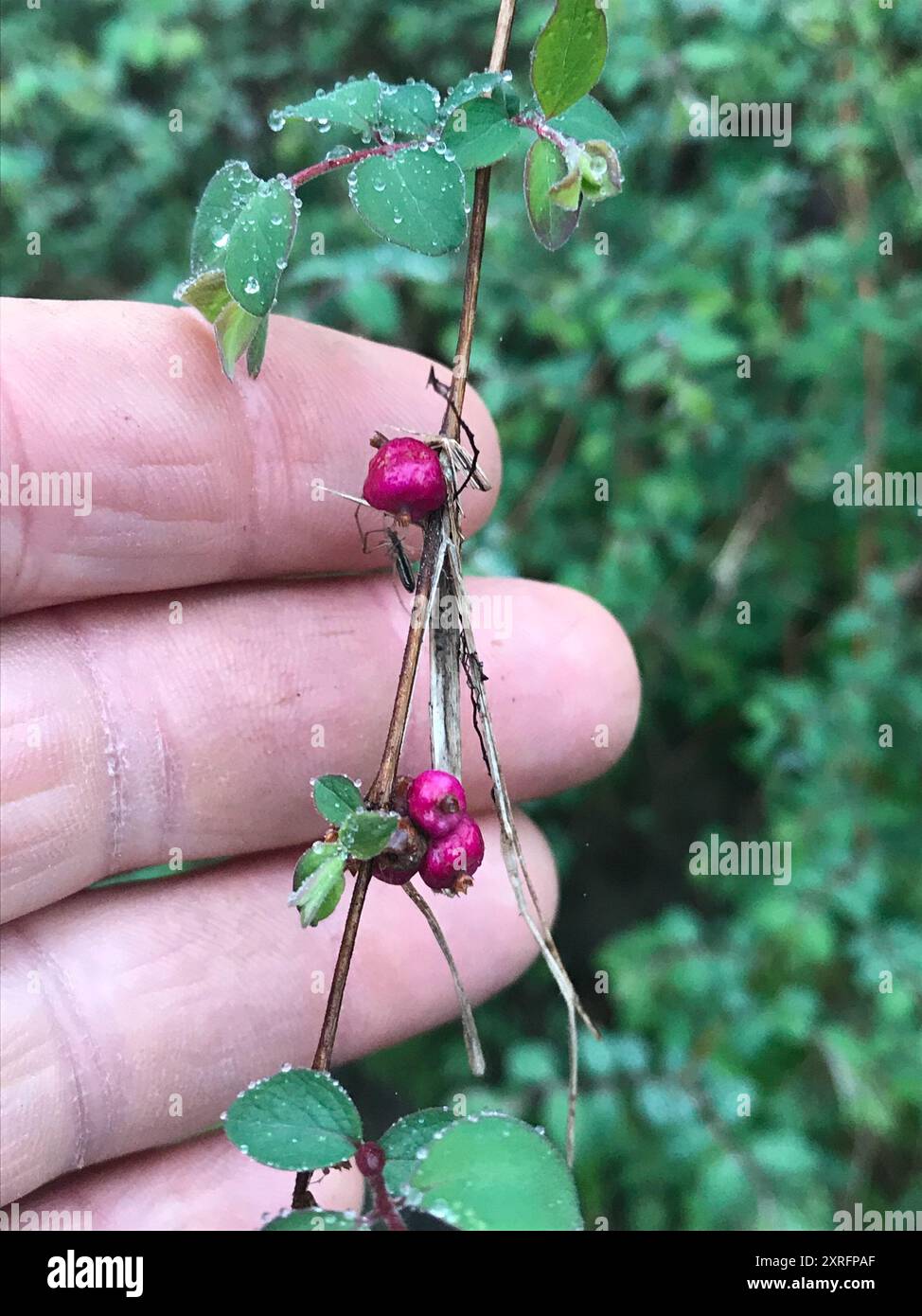 coralberry (Symphoricarpos orbiculatus) Plantae Stock Photo - Alamy