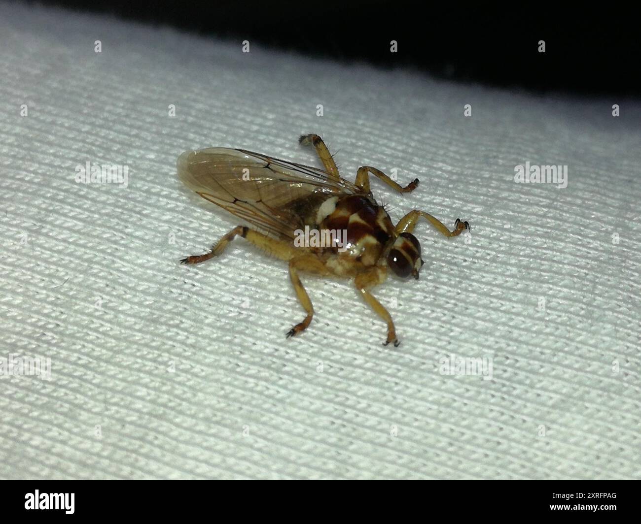 New Forest fly (Hippobosca equina) Insecta Stock Photo - Alamy