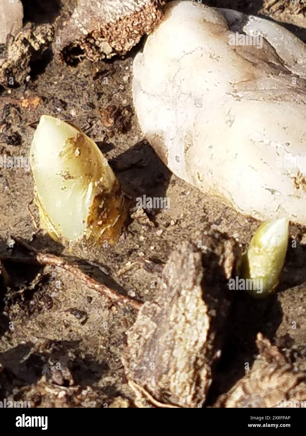 mayapple (Podophyllum peltatum) Plantae Stock Photo - Alamy