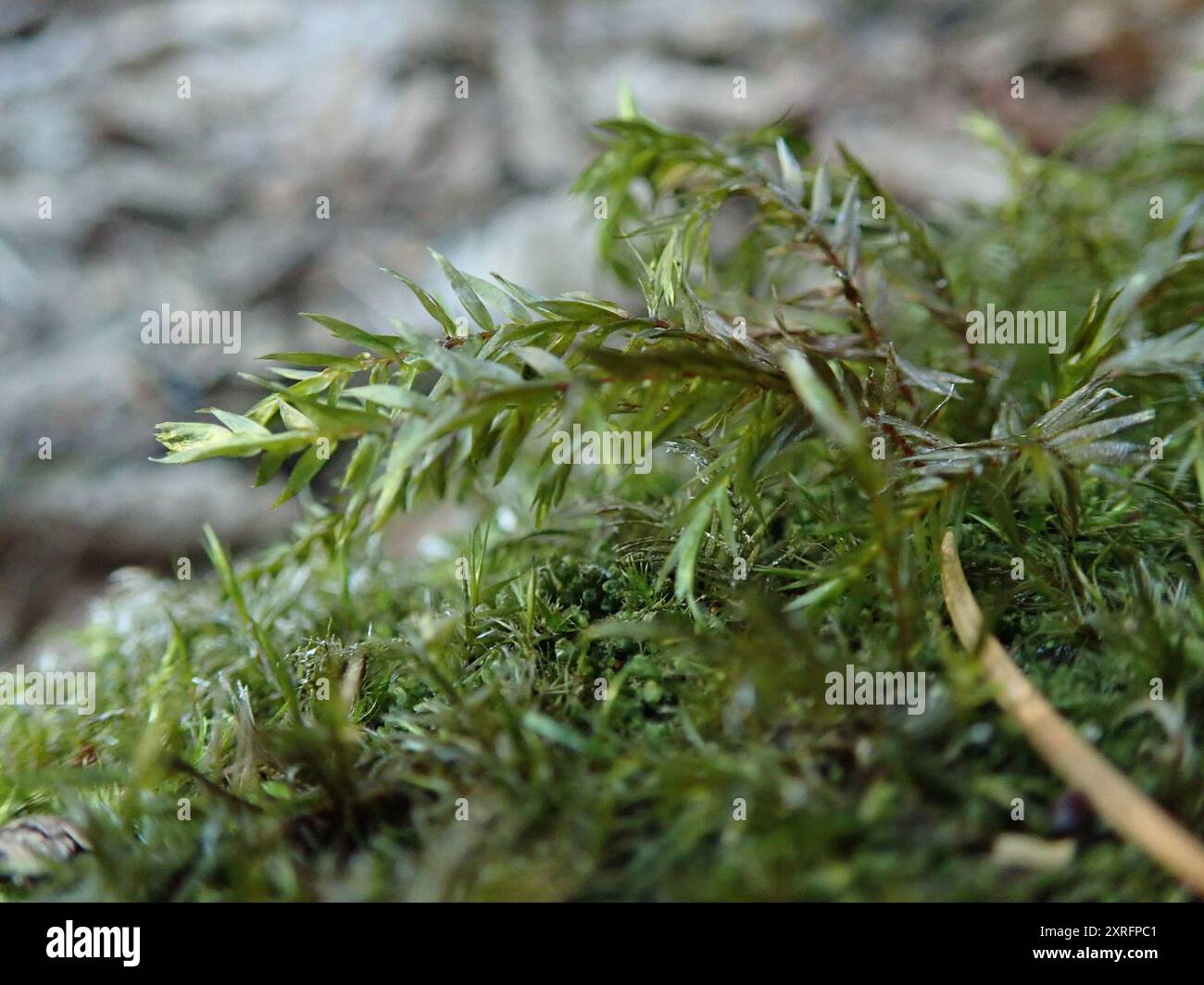 Willow Moss (Fontinalis antipyretica) Plantae Stock Photo - Alamy