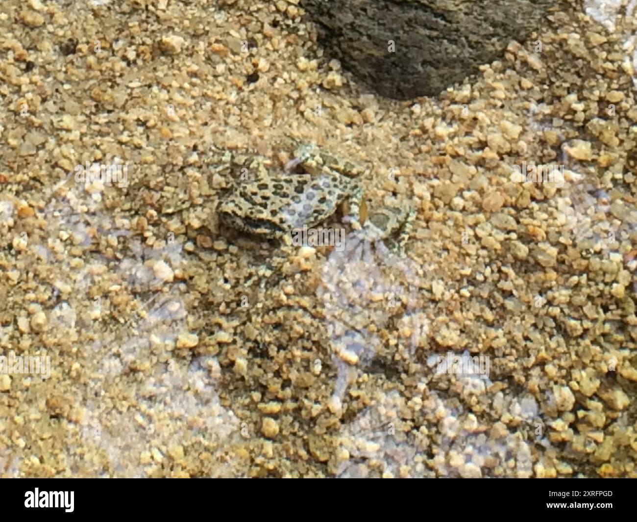 California Tree Frog (Pseudacris cadaverina) Amphibia Stock Photo - Alamy