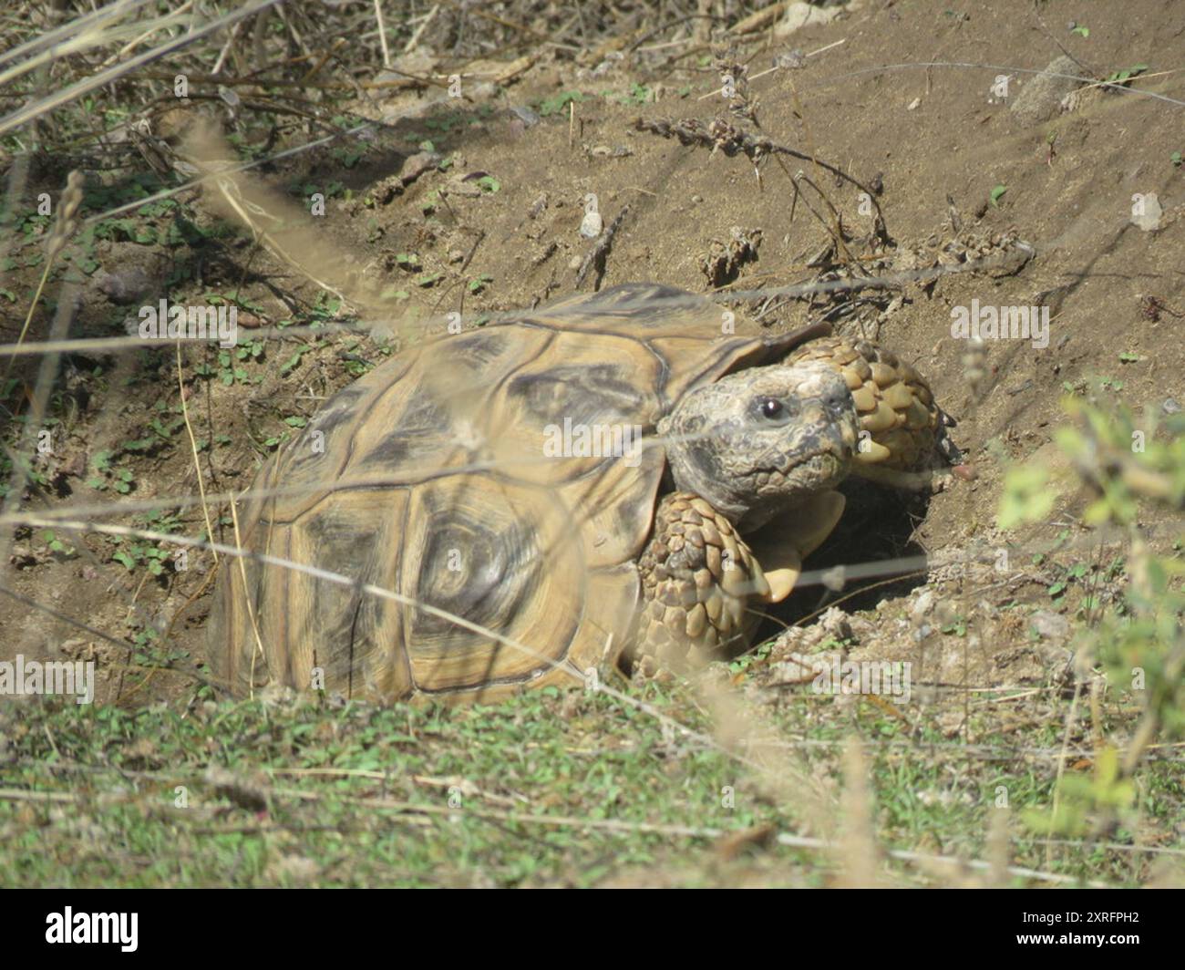 Chaco tortoise hi-res stock photography and images - Alamy