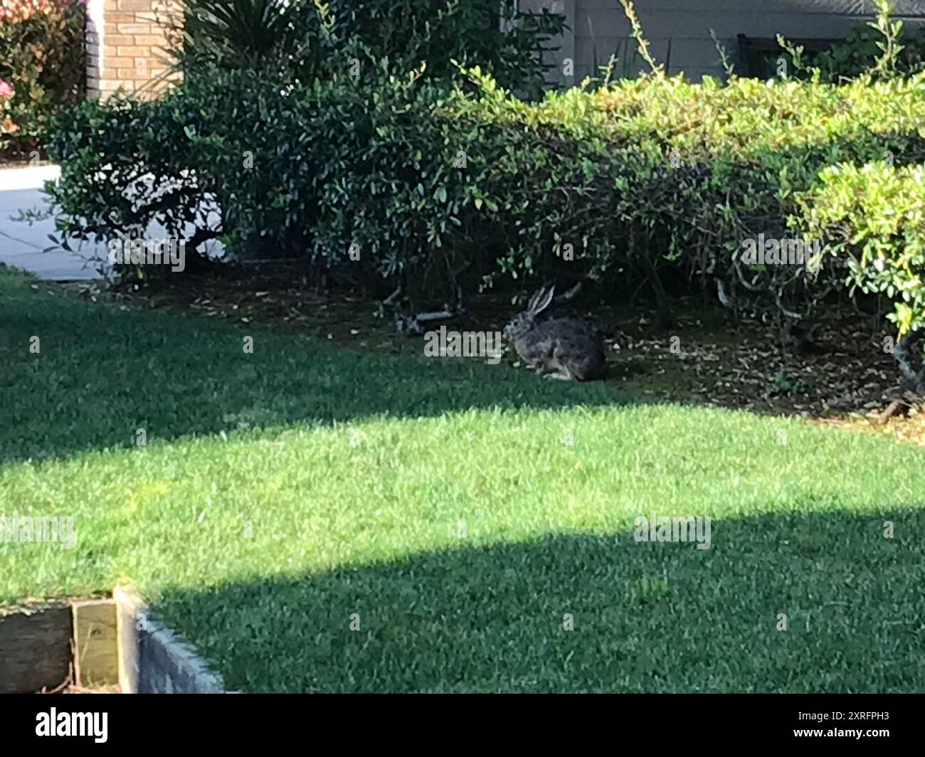 Black-tailed Jackrabbit (Lepus californicus) Mammalia Stock Photo - Alamy