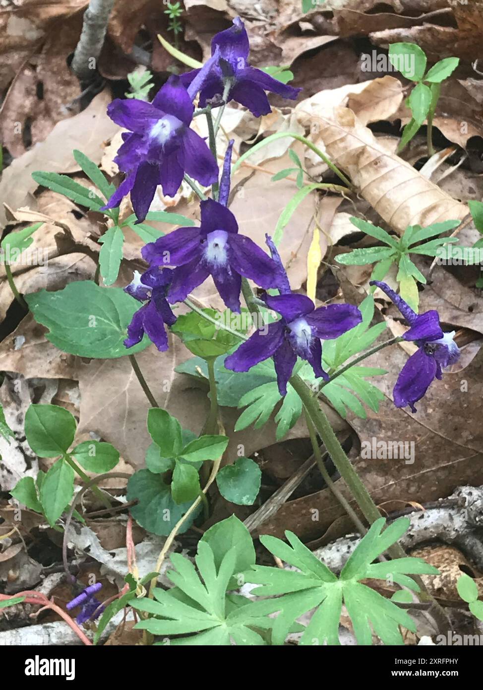 dwarf larkspur (Delphinium tricorne) Plantae Stock Photo - Alamy