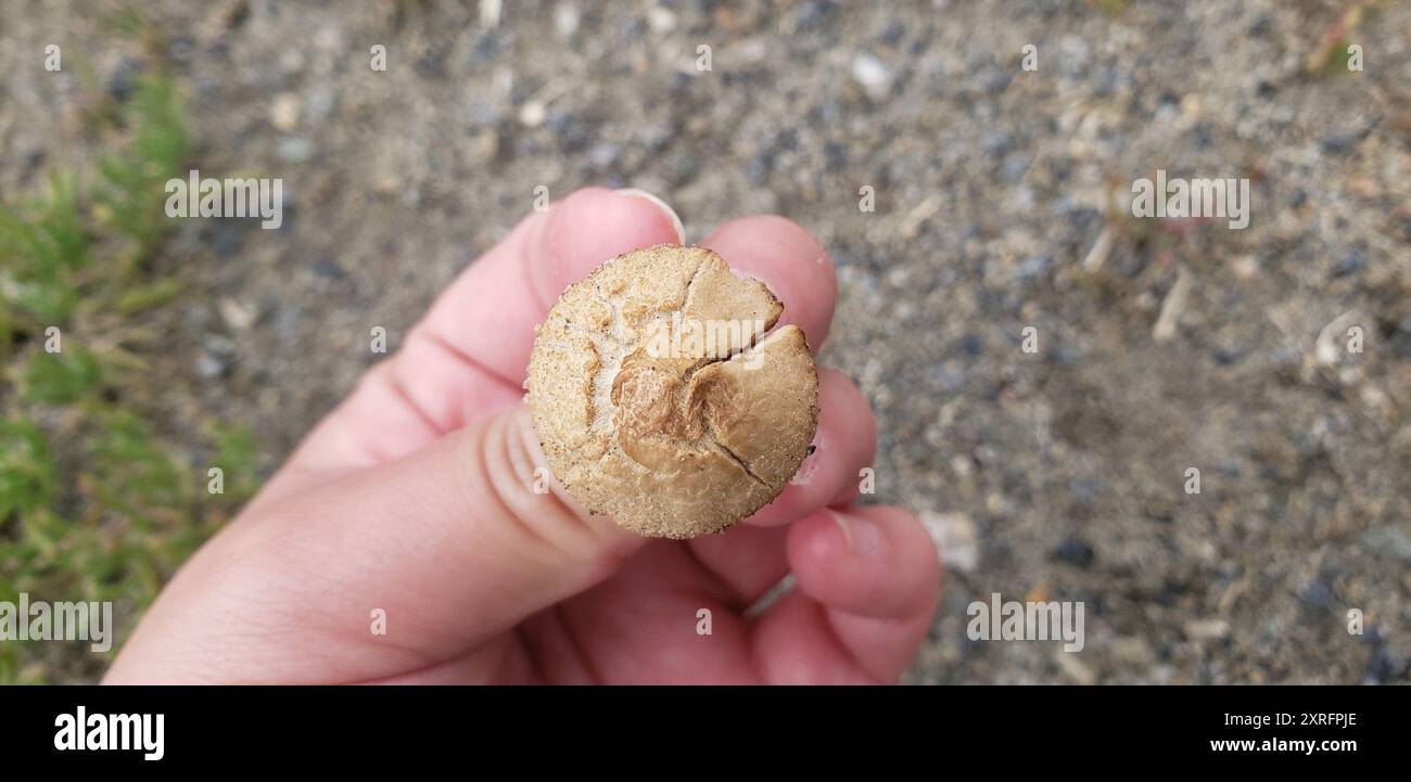 Common Fieldcap (Agrocybe pediades) Fungi Stock Photo - Alamy