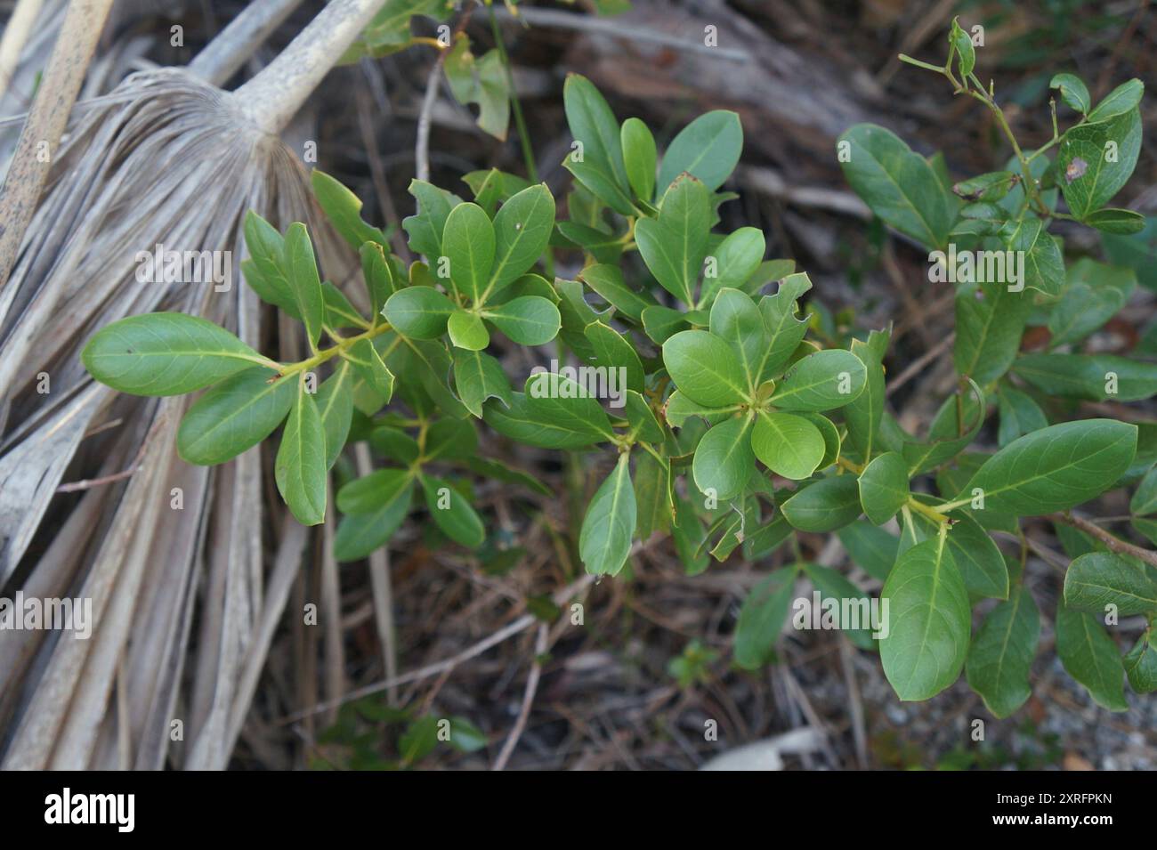 Green Buttonwood (Conocarpus erectus) Plantae Stock Photo - Alamy