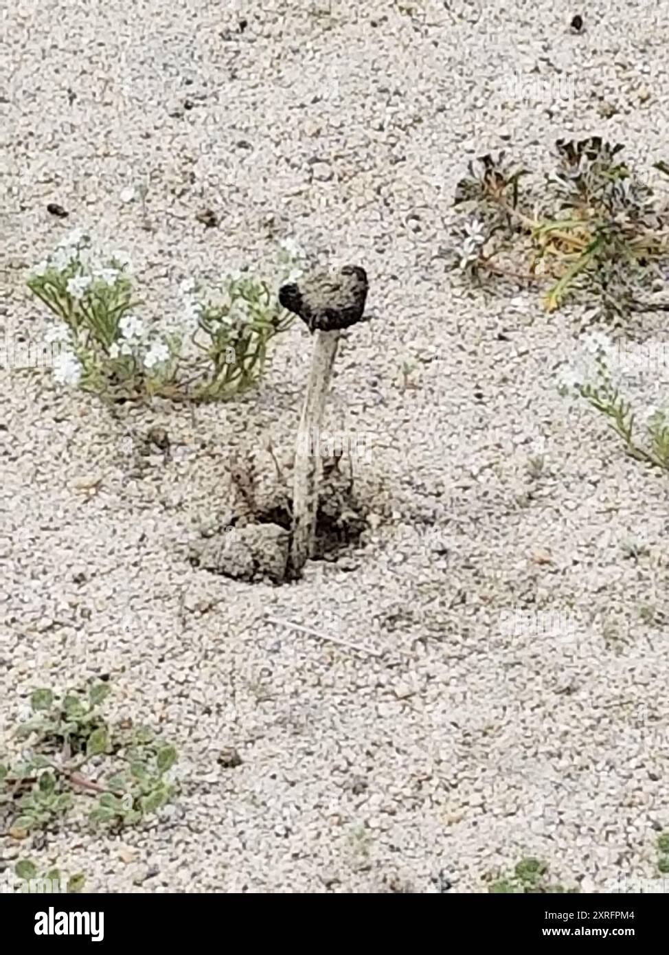 Desert Inkcap (Montagnea arenaria) Fungi Stock Photo - Alamy