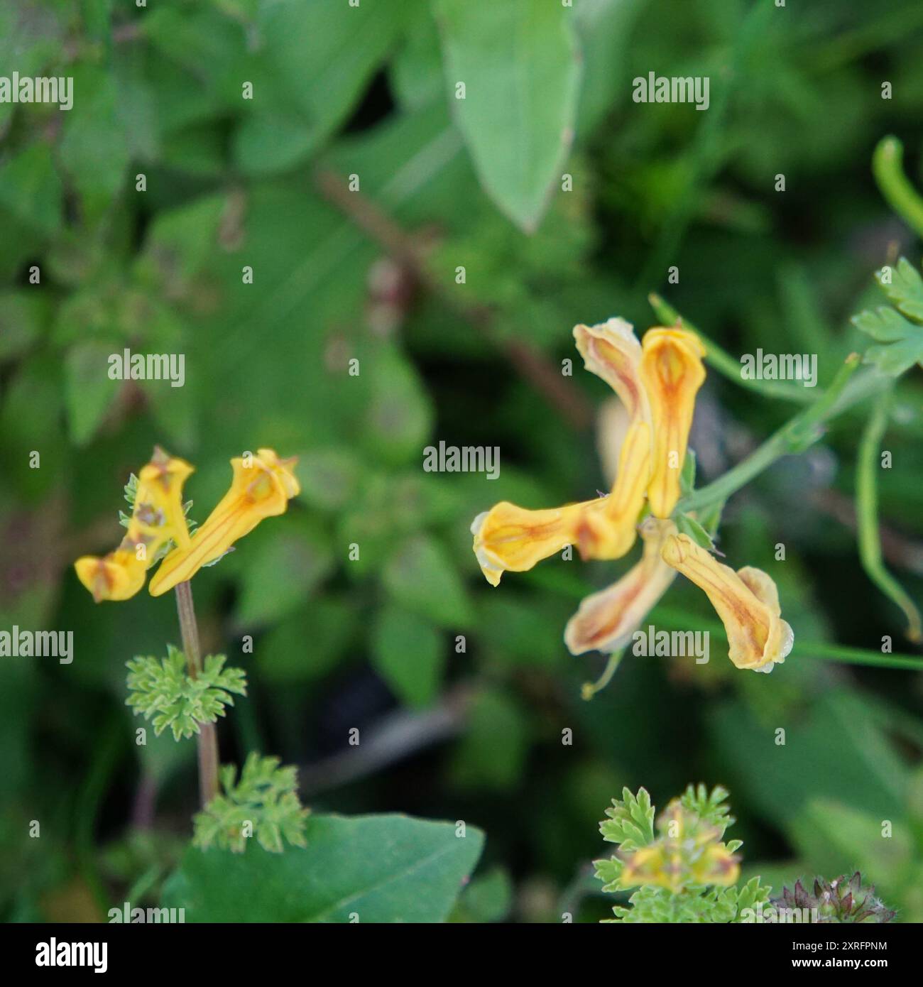 golden corydalis (Corydalis aurea) Plantae Stock Photo - Alamy