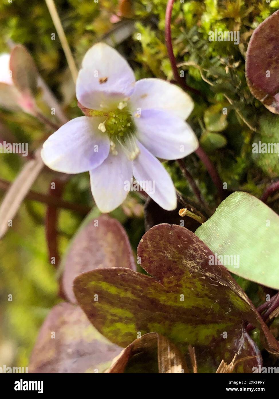 round-lobed hepatica (Hepatica americana) Plantae Stock Photo - Alamy