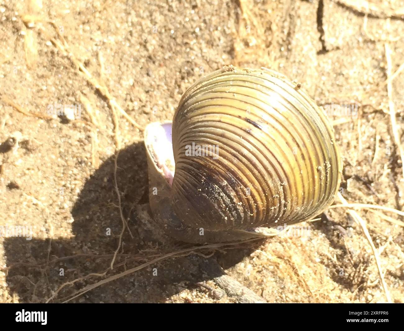 Asian Clam (Corbicula fluminea) Mollusca Stock Photo - Alamy