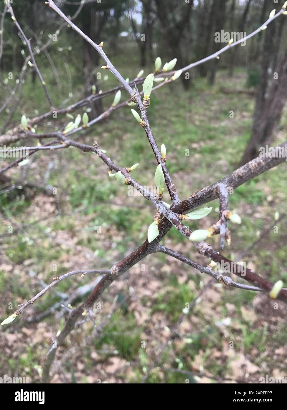 Bumelia gall midge (Bruggmanniella bumeliae) Insecta Stock Photo - Alamy