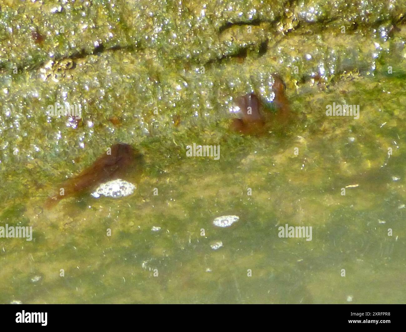 red algae (Rhodophyta) Plantae Stock Photo - Alamy