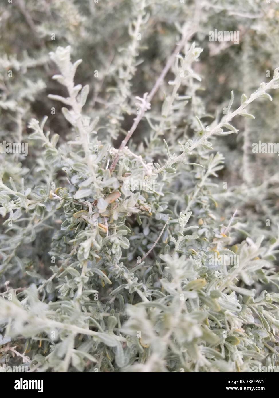 Cattle Saltbush (Atriplex polycarpa) Plantae Stock Photo - Alamy