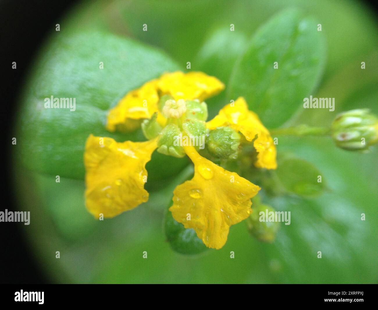 (Janusia guaranitica) Plantae Stock Photo - Alamy