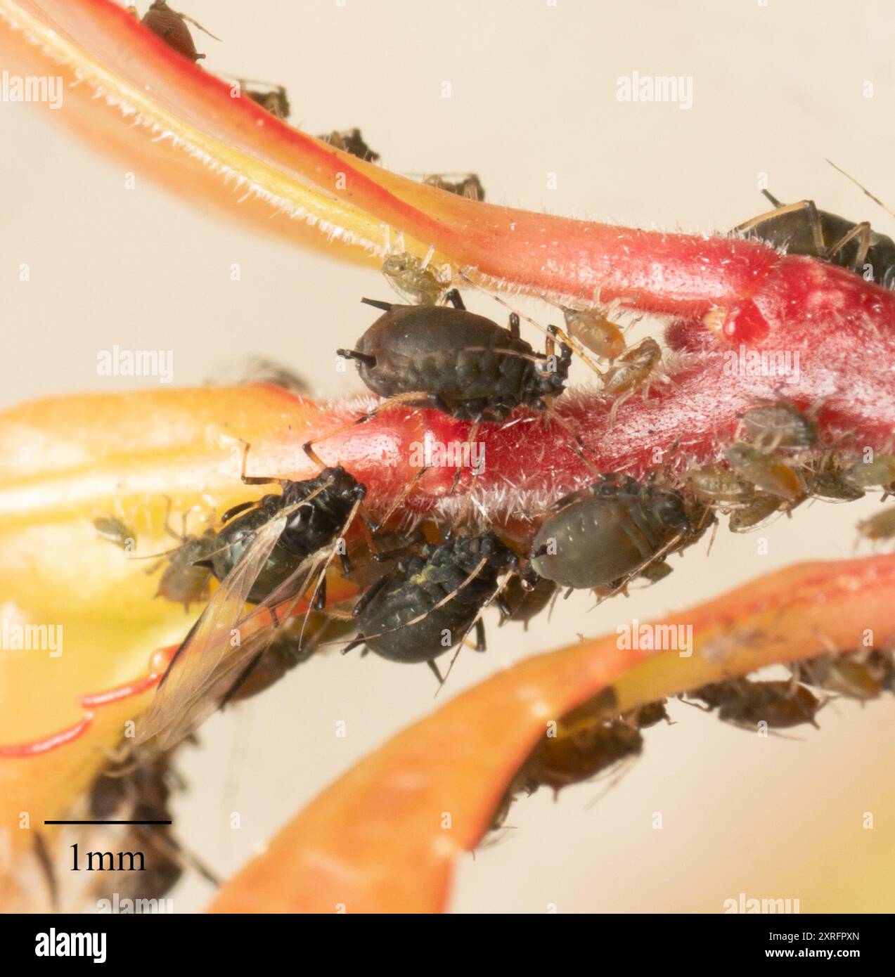 Black Citrus Aphid (Toxoptera aurantii) Insecta Stock Photo - Alamy