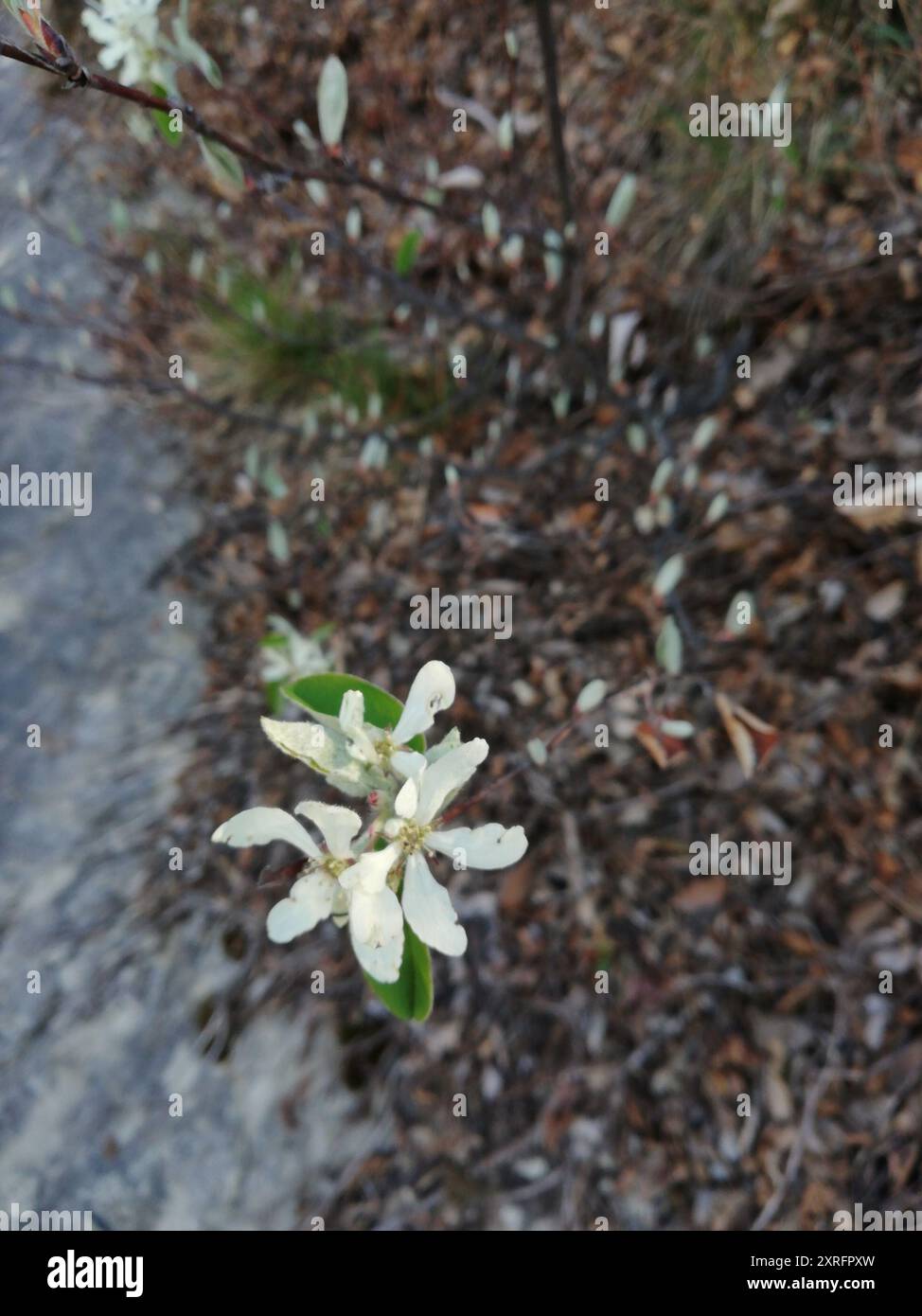 Snowy Mespilus (Amelanchier ovalis) Plantae Stock Photo - Alamy