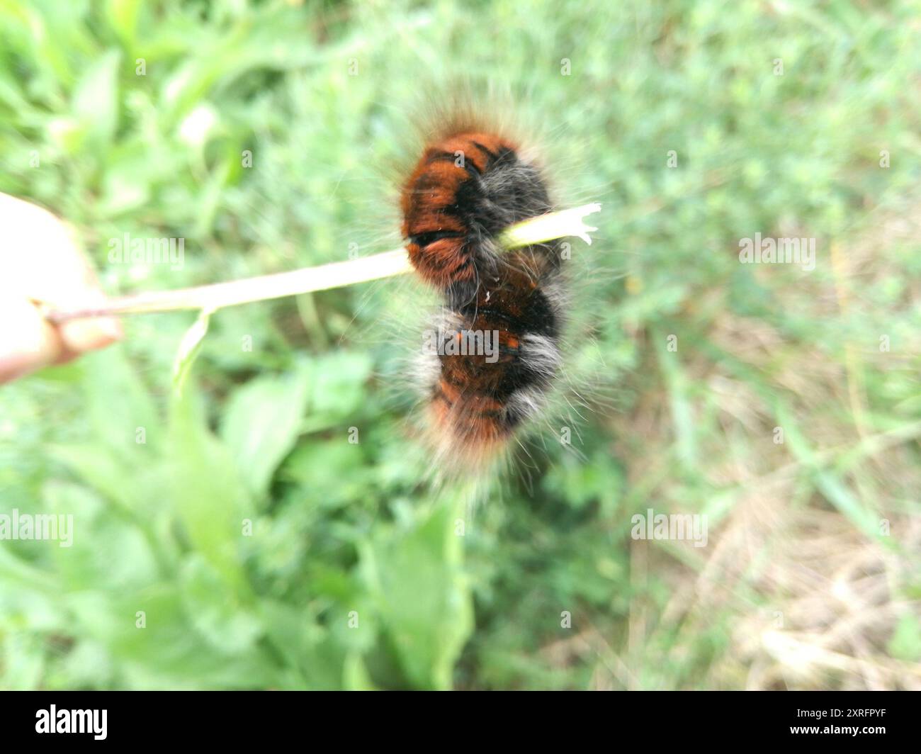 Fox Moth (Macrothylacia rubi) Insecta Stock Photo - Alamy