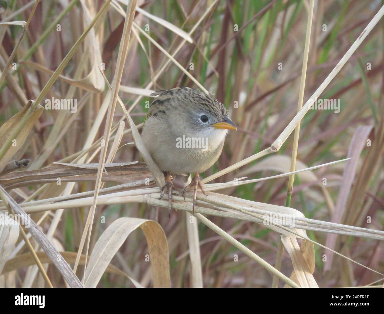 Lesser Grass-Finch (Emberizoides ypiranganus) Aves Stock Photo - Alamy