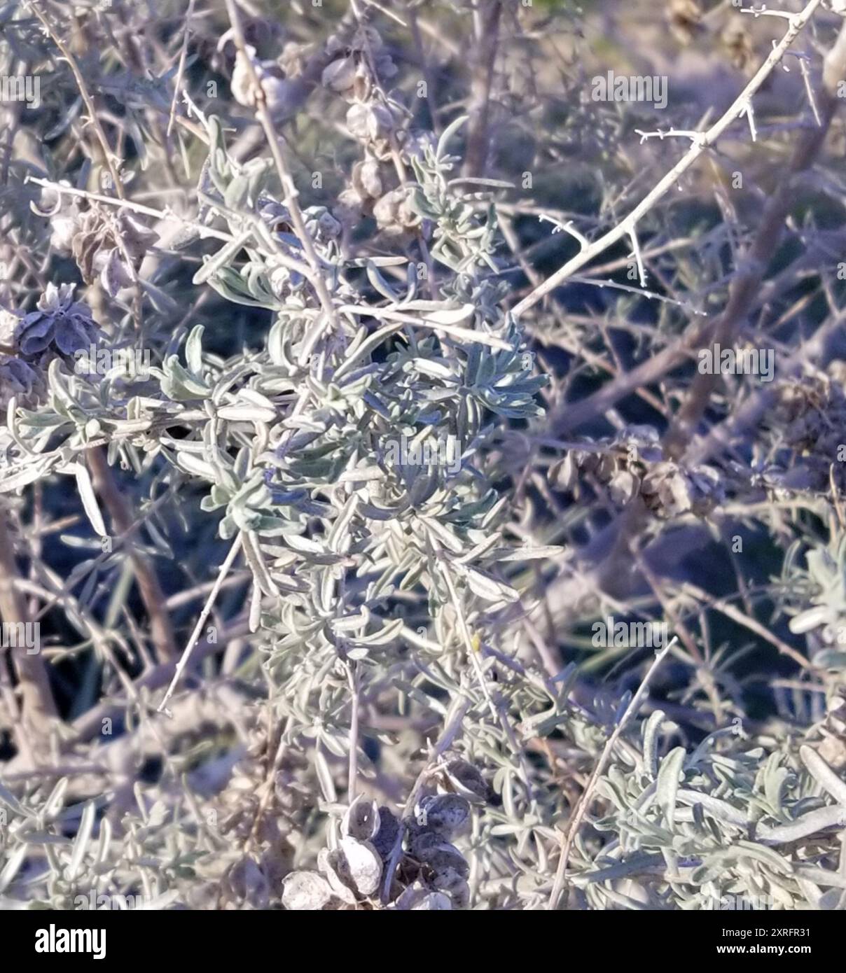 Fourwing Saltbush (Atriplex canescens) Plantae Stock Photo - Alamy