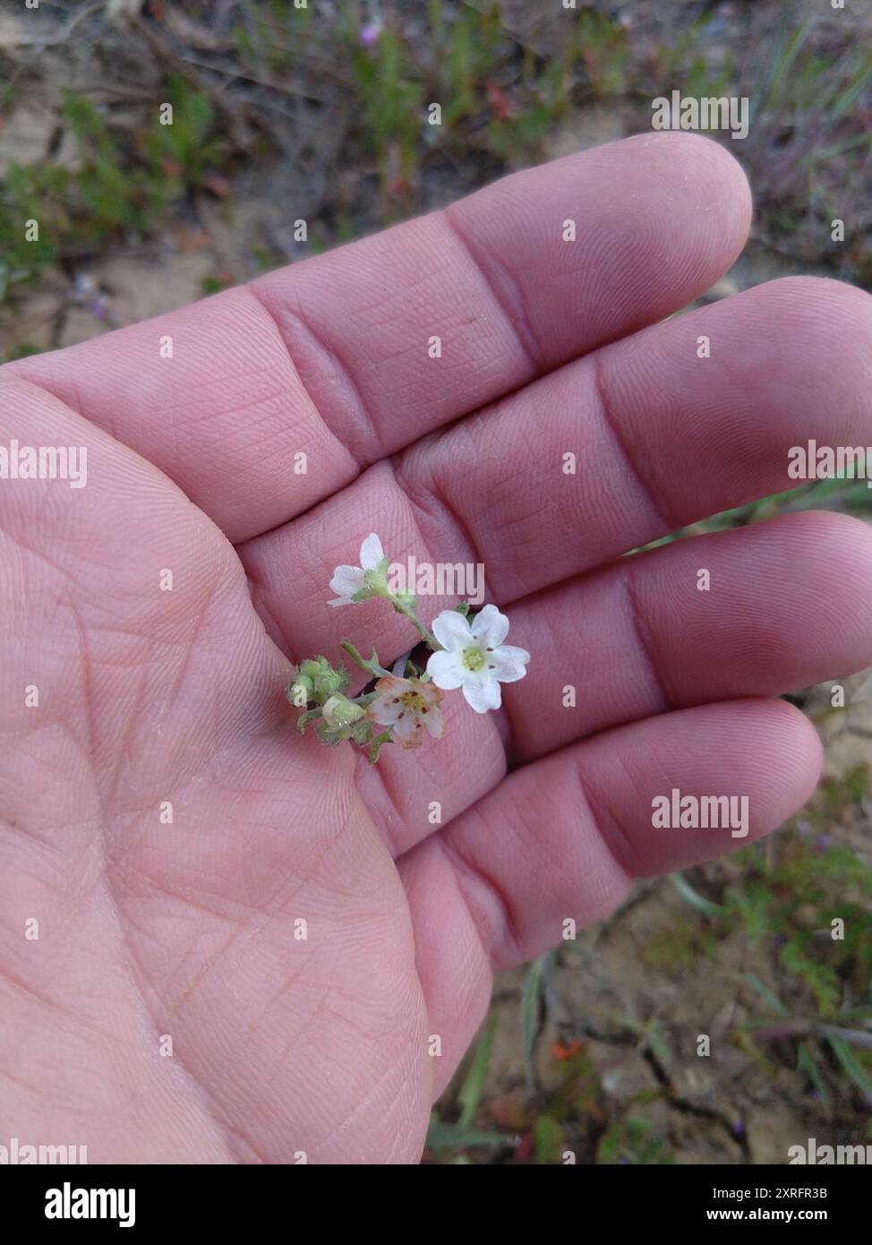 white fiesta flower (Pholistoma membranaceum) Plantae Stock Photo - Alamy