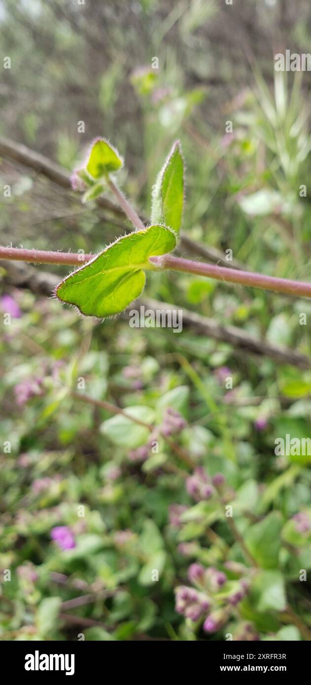 Wishbone Bush (Mirabilis laevis) Plantae Stock Photo - Alamy