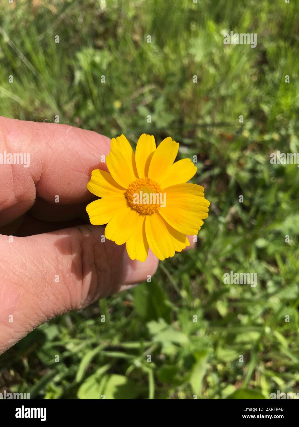 Stemmy Four-nerved Daisy (Tetraneuris scaposa) Plantae Stock Photo - Alamy