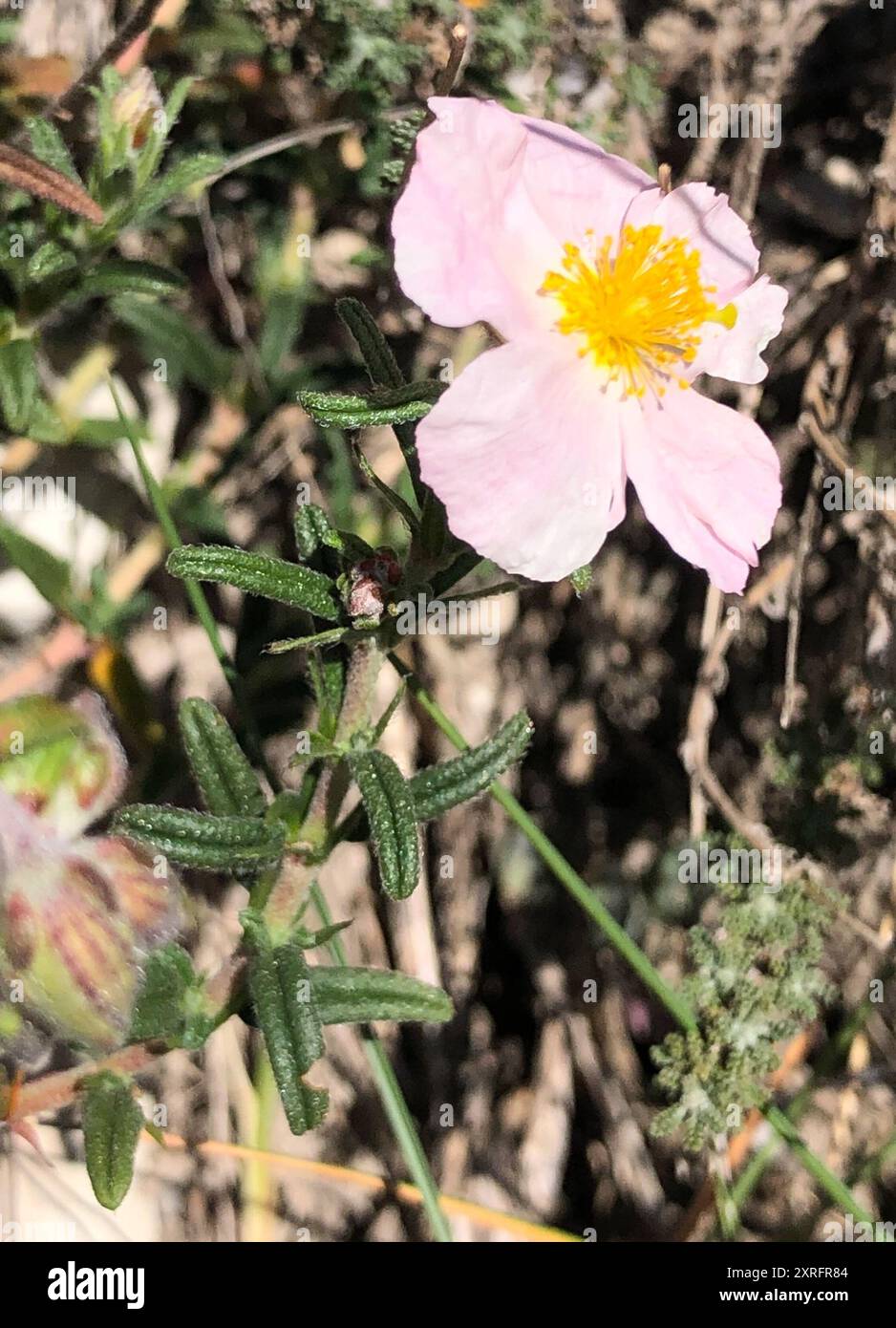 dwarf rock-roses (Helianthemum) Plantae Stock Photo - Alamy