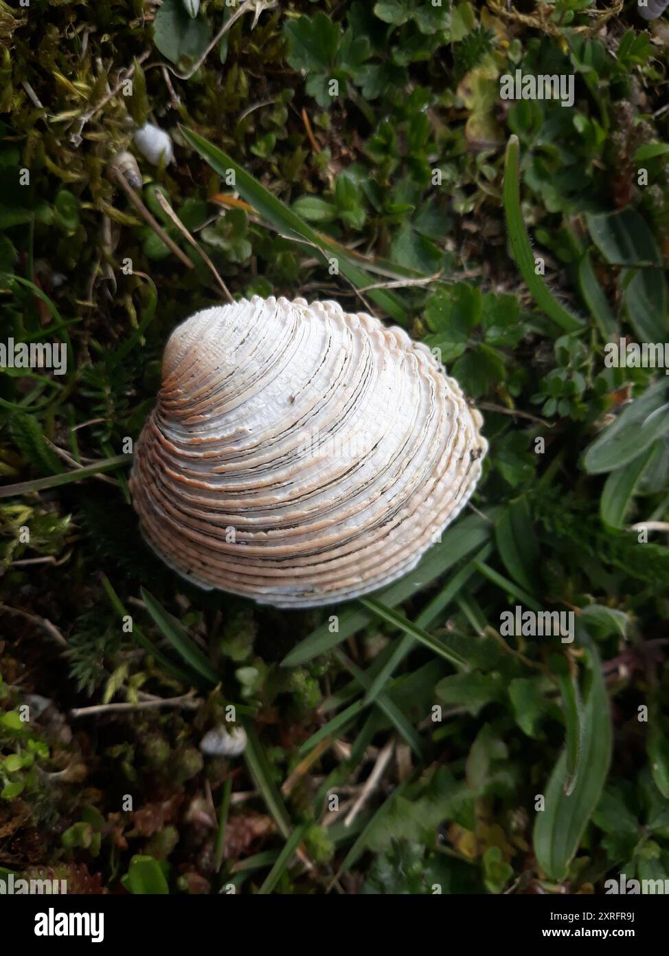 Warty venus hi-res stock photography and images - Alamy