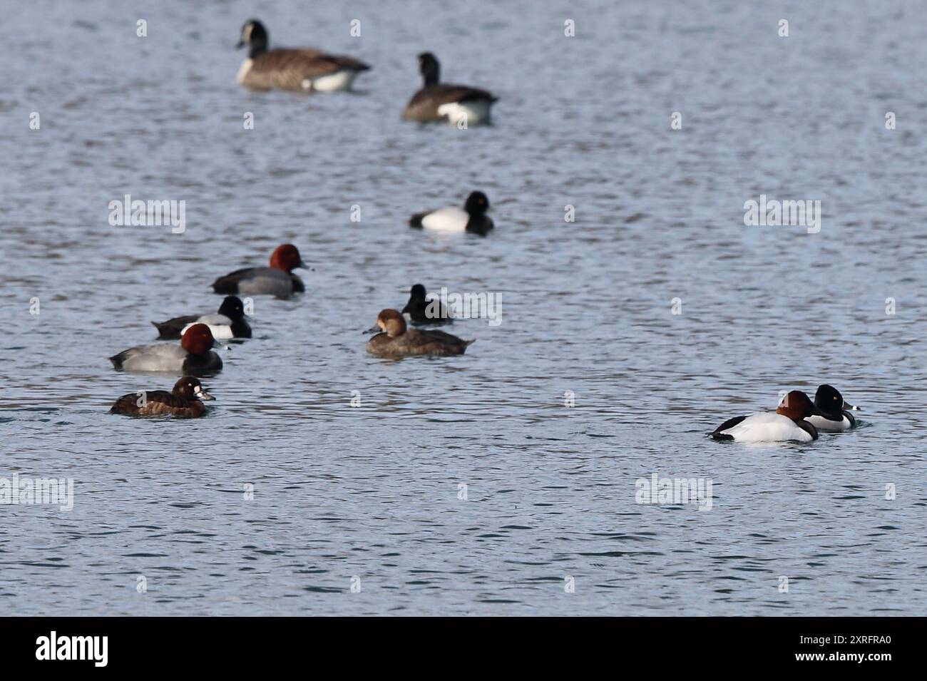 Lesser Scaup (Aythya affinis) Aves Stock Photo - Alamy