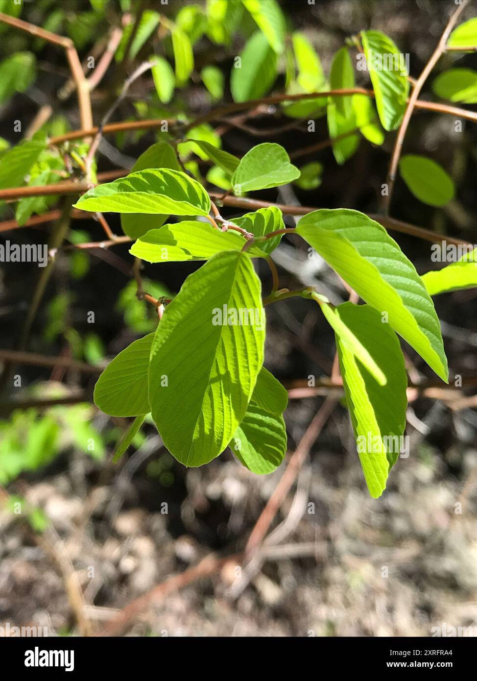 Supplejack (Berchemia scandens) Plantae Stock Photo - Alamy