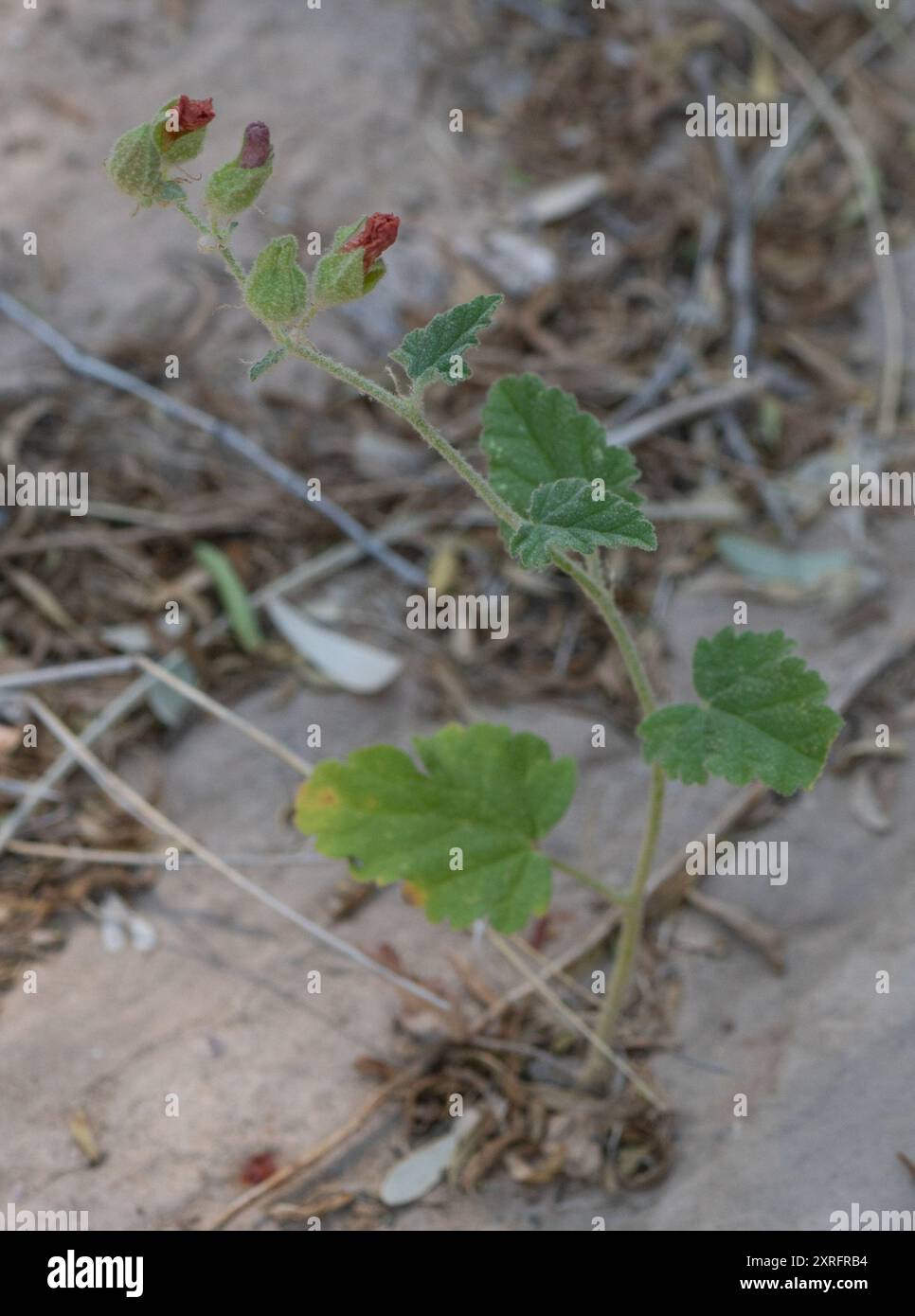 apricot mallow (Sphaeralcea ambigua) Plantae Stock Photo - Alamy