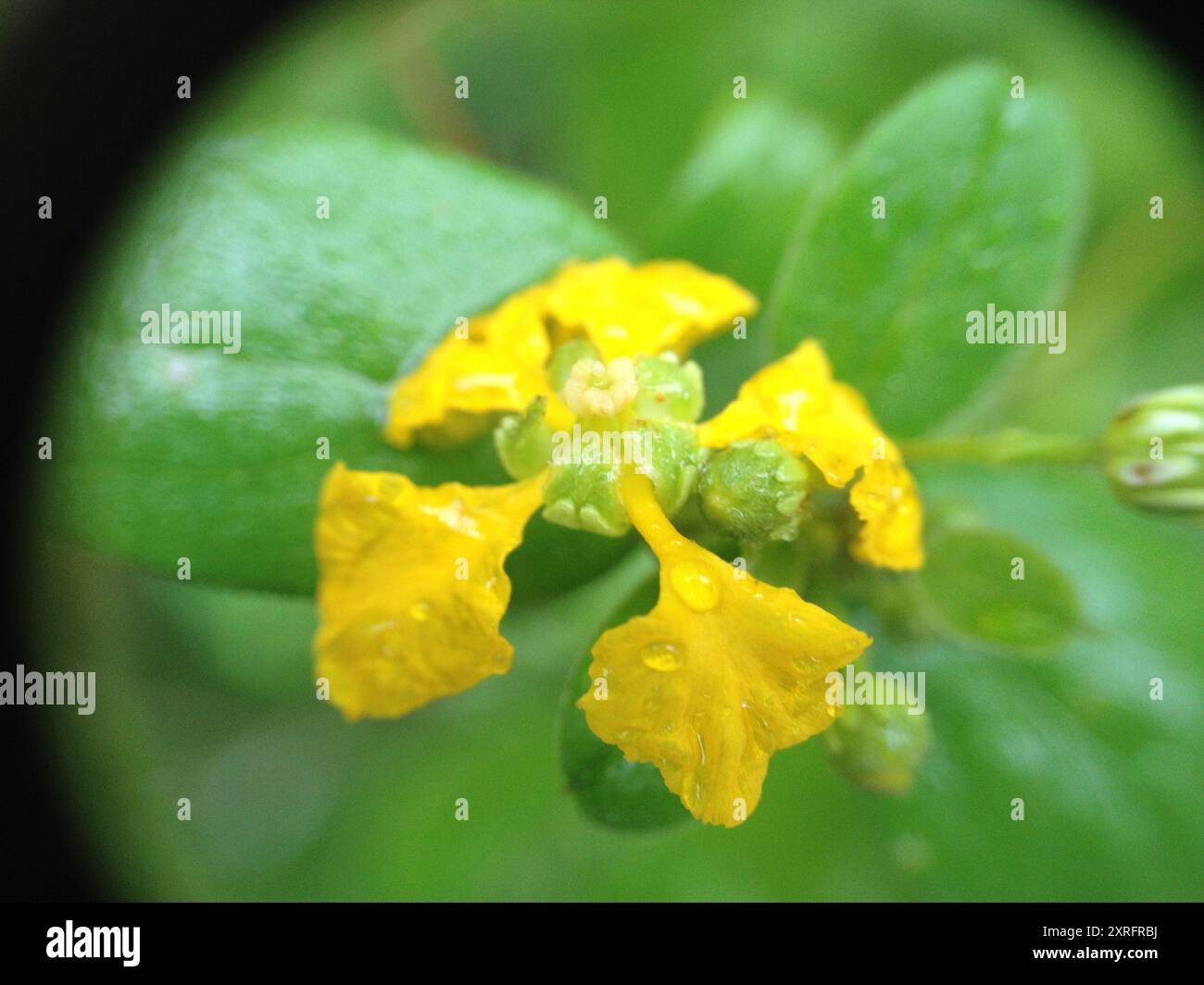 Janusia hi-res stock photography and images - Alamy